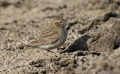 Sand Lark - Alaudala raytal