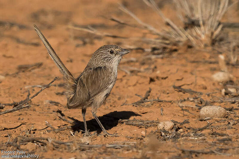 Amytis oriental - frpe235331