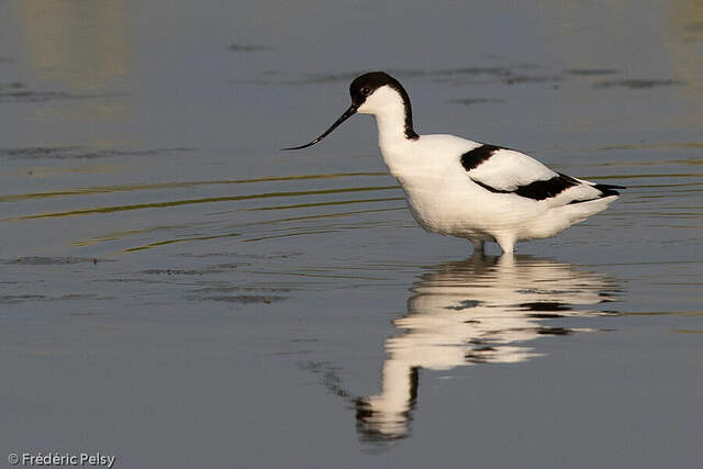 Avocette élégante - frpe275054