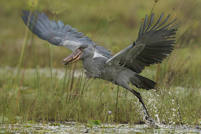 Bec-en-sabot du Nil adulte - frpe193069