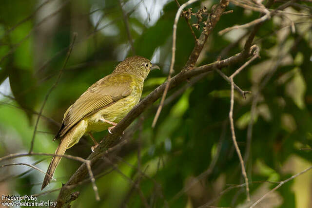 Bulbul de Palawan adulte - frpe147935
