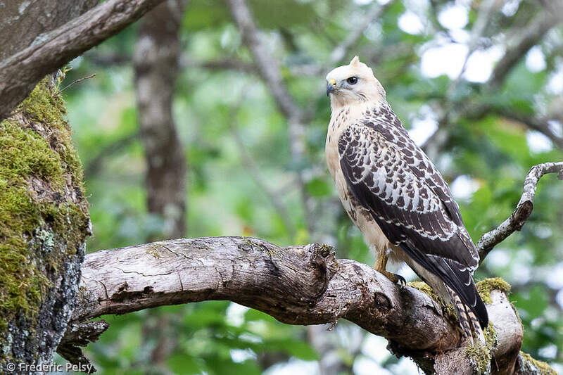 Buse variable juvénile - frpe313271