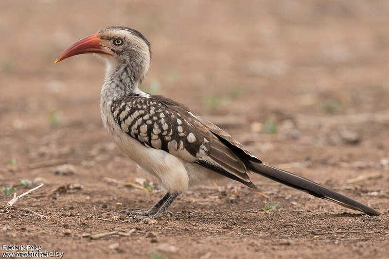 Southern Red-billed Hornbill - Tockus rufirostris adult - frpe212942