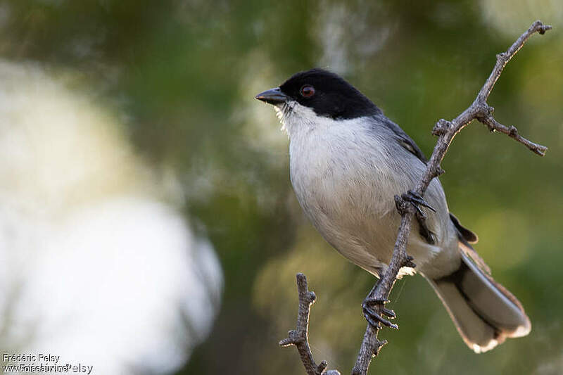 Chipiu à capuchon adulte - frpe296658