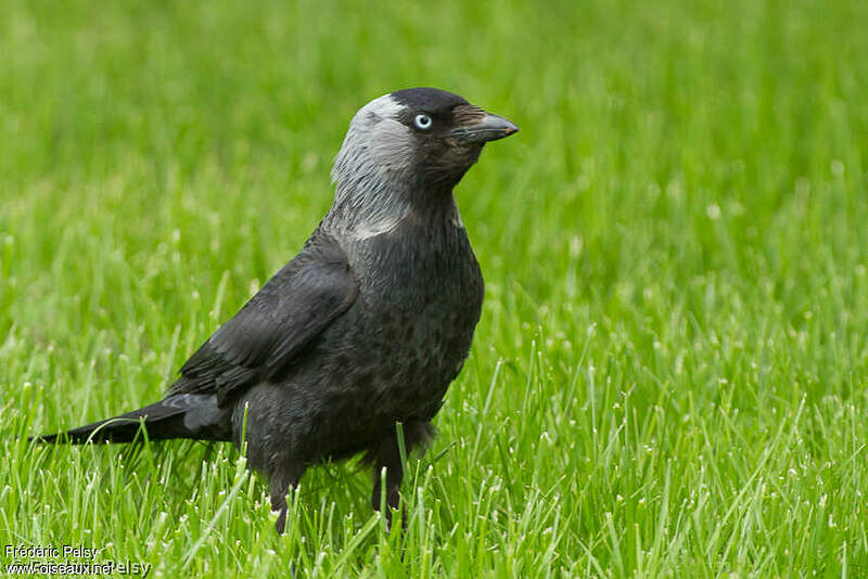 Choucas des tours adulte - frpe151698