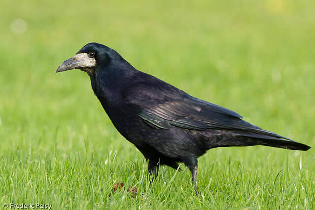 Corbeau freux adulte - frpe204998