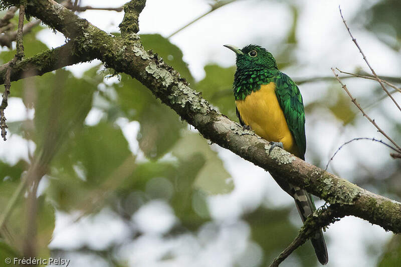 Coucou foliotocol adulte - frpe193182