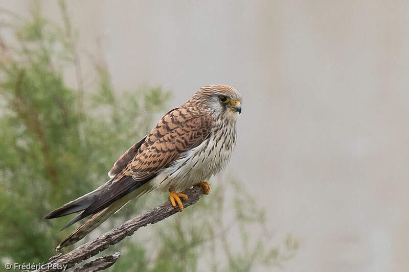 Faucon crécerellette femelle - frpe325703