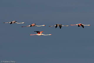 Flamant rose - frpe304186