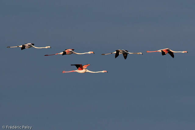 Flamant rose - frpe304186