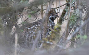 Chinese Grouse 1 - alphabetic order by Frédéric Pelsy - ref:frpe