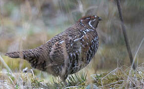 Chinese Grouse 1 - alphabetic order by Frédéric Pelsy - ref:frpe