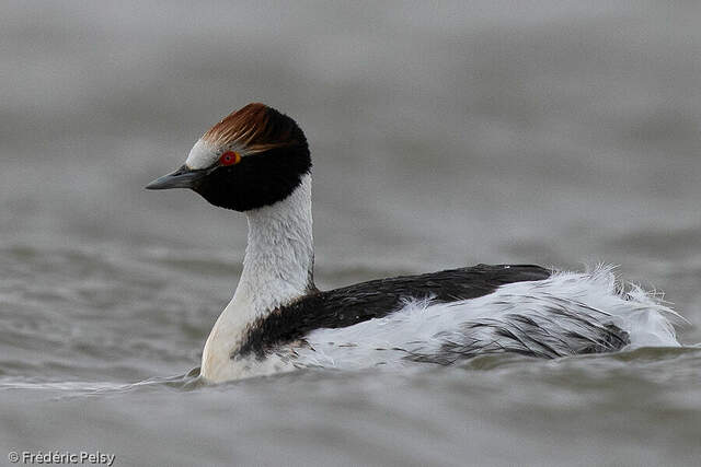 Hooded Grebe - Podiceps gallardoi adult - frpe296832