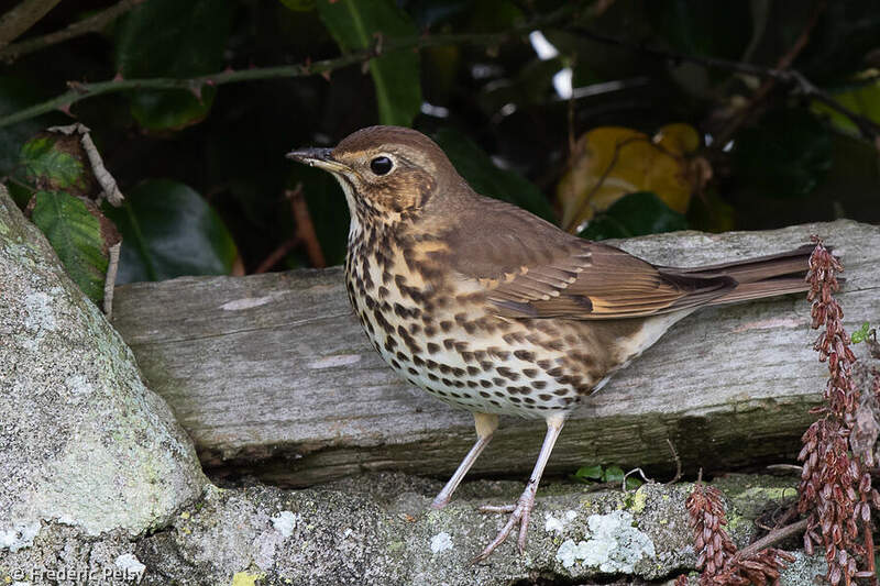Grive musicienne - Turdus philomelos - frpe309450