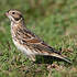 Lapland Longspur - Pictures, page 1