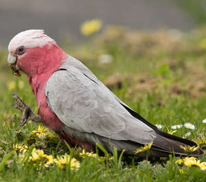 Cacatoès rosalbin - Eolophus roseicapilla