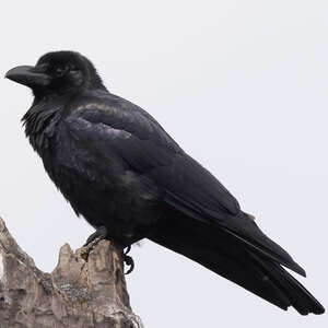 Large-billed Crow - Corvus macrorhynchos