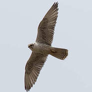 Faucon sacre - Falco cherrug