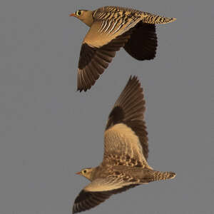 Ganga indien - Pterocles indicus