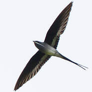 Hémiprocné à moustaches - Hemiprocne mystacea