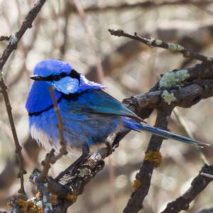 Mérion splendide - Malurus splendens