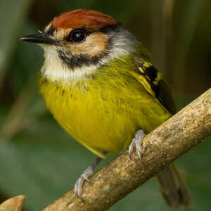 Microtyran bariolé - Poecilotriccus ruficeps