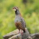 Perdrix rouge - Alectoris rufa