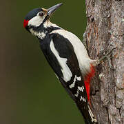 Piciformes - Oiseaux.net - birds