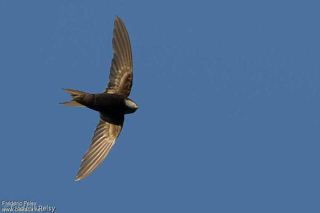 Martinet cafre - frpe193284