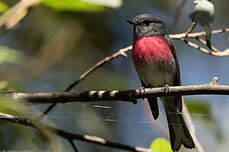 Miro rosé - Petroica rosea