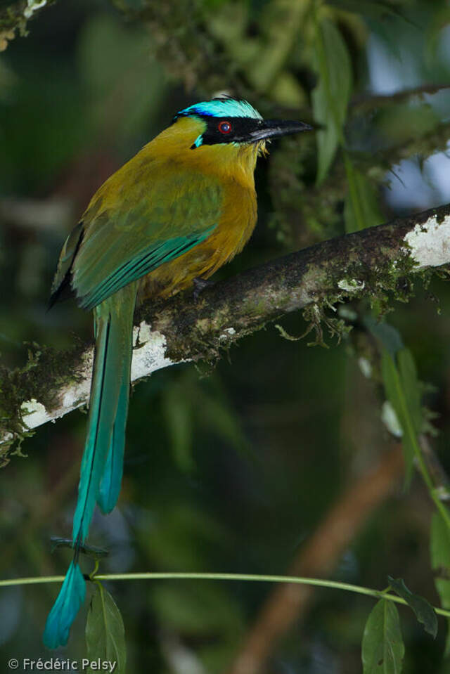 Andean Motmot - Momotus aequatorialis adult - frpe160904