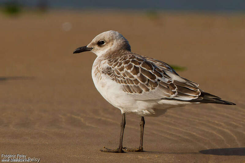 Mouette mélanocéphale juvénile - frpe205309