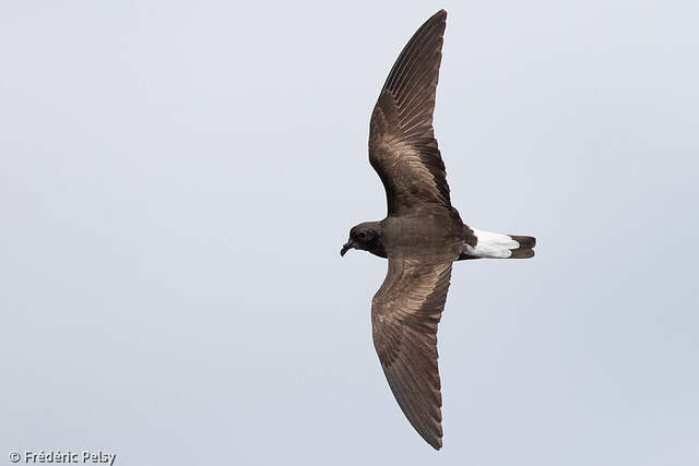 Océanite téthys adulte - frpe317297