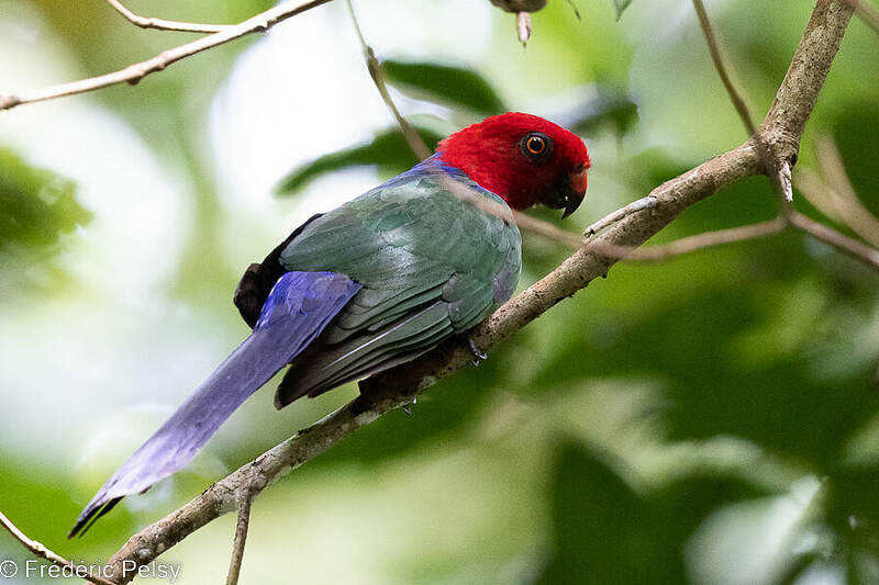 Perruche tricolore - frpe334310