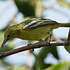 Common Iora - Pictures, page 1