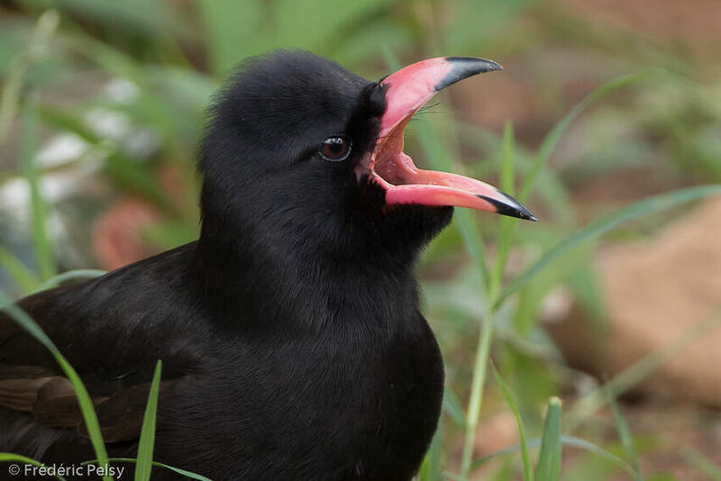 Piapiac - Ptilostomus afer immature - frpe193536