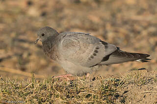 Hill Pigeon - Columba rupestris juvenile - frpe204458