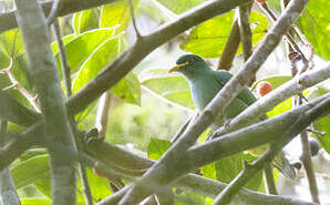 White-bibbed Fruit Dove - Ptilinopus rivoli