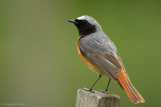 Rougequeue à front blanc mâle adulte - frpe205360