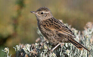 Synallaxe austral - Asthenes anthoides