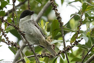 Puerto Rican Tanager - Nesospingus speculiferus adult - frpe224205