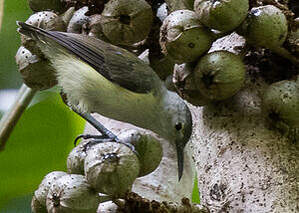 Spectacled Longbill - Oedistoma iliolophus