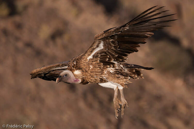 Vautour de Rüppell - frpe199060