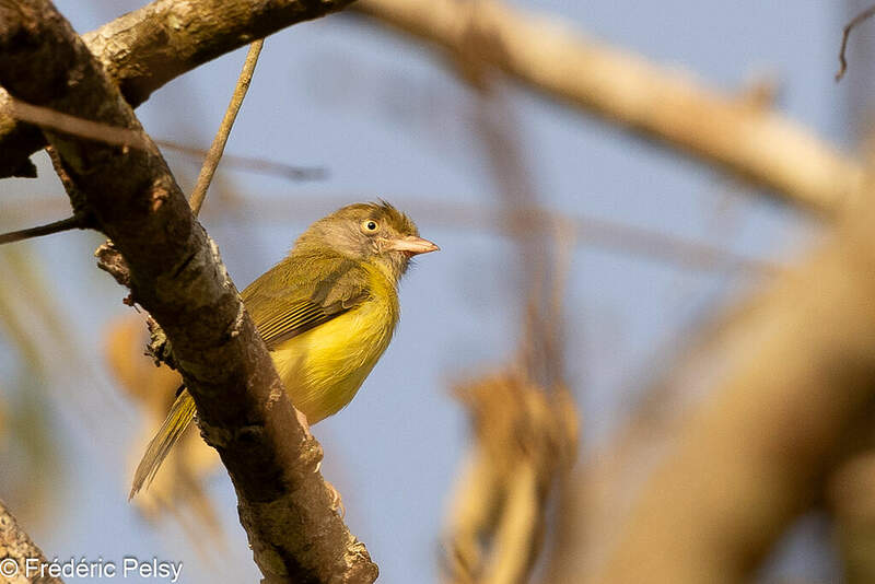 Viréon à pattes claires - frpe345337