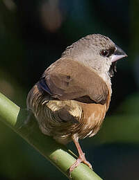 Capucin de Madagascar - Lepidopygia nana