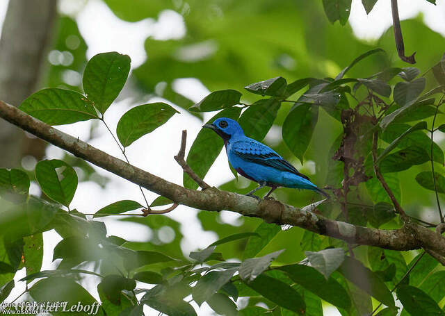 Blue Cotinga - Cotinga nattererii - gale209210