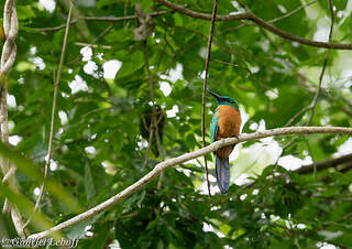 Great Jacamar - Jacamerops aureus adult - gale208657