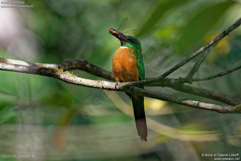 Great Jacamar - Jacamerops aureus - gale300312