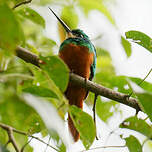 Jacamar à queue rousse - Galbula ruficauda