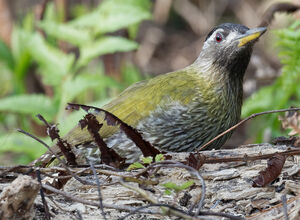 Streak-throated Woodpecker - Picus xanthopygaeus